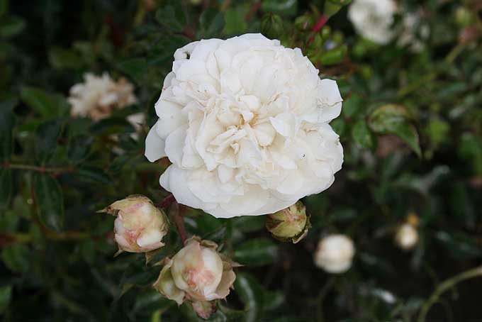 Bunddække rose - Rosa 'Swany' | Kortegaards Planteskole