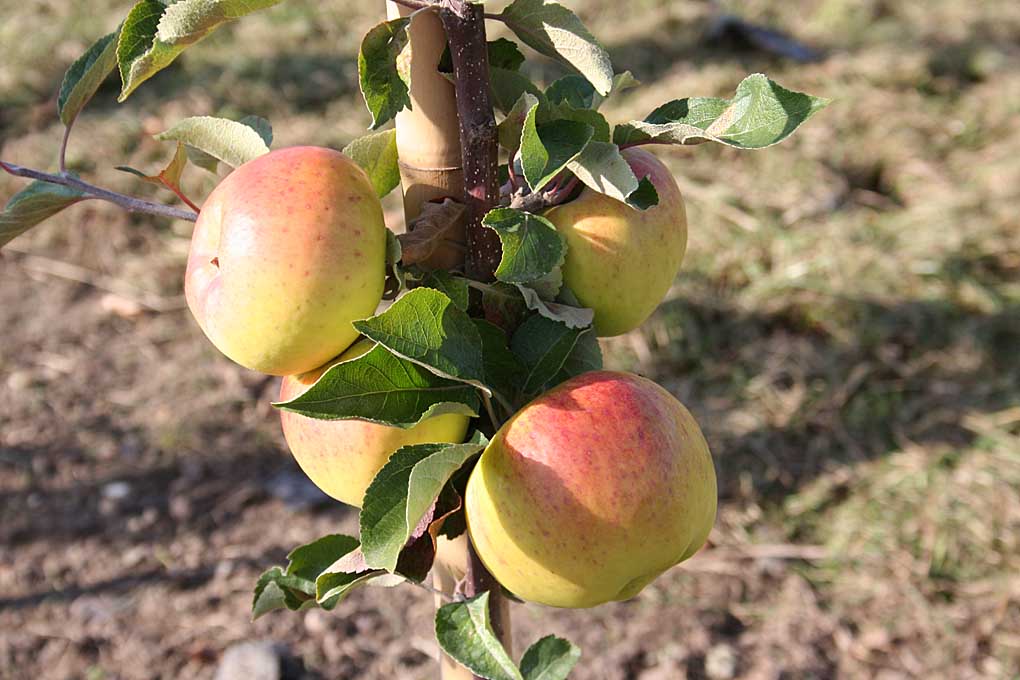 - Æble Signe Tillisch | Kortegaards Planteskole