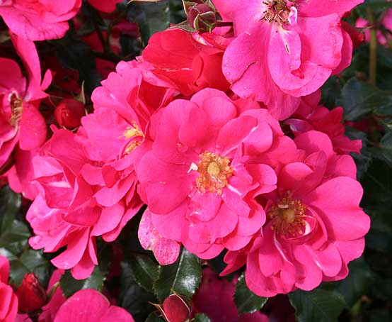 Buketrose - Rosa 'Sommermärchen' | Kortegaards Planteskole