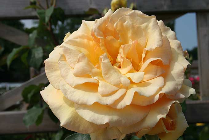 Buskrose - Rosa 'Sophia Renaissance' | Kortegaards Planteskole