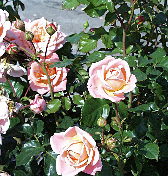 Buketrose - Rosa 'Dronning Margrethe' | Kortegaards Planteskole