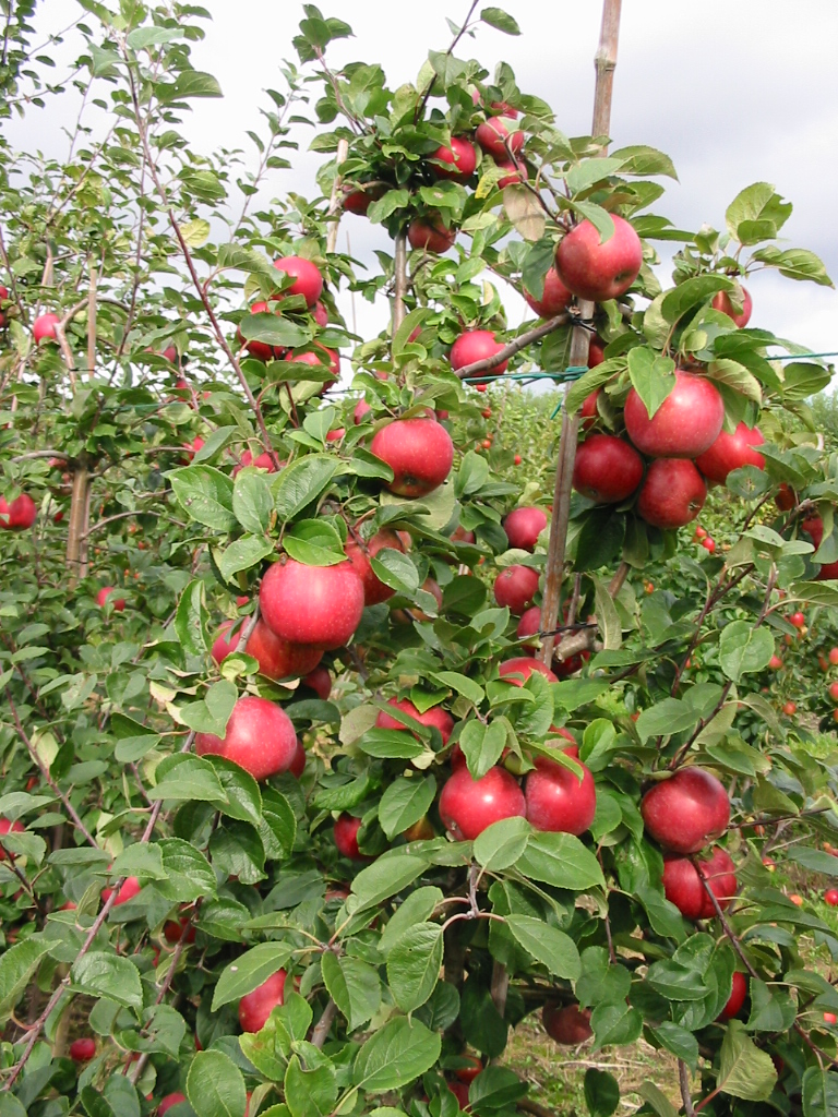 - Æble Rød Aroma | Kortegaards Planteskole