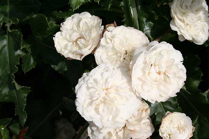 Bunddække rose - Rosa 'Swany' | Kortegaards Planteskole