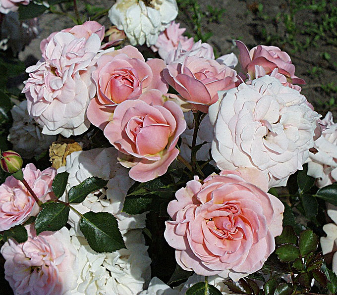 Buketrose - Rosa 'Dronning Margrethe' | Kortegaards Planteskole